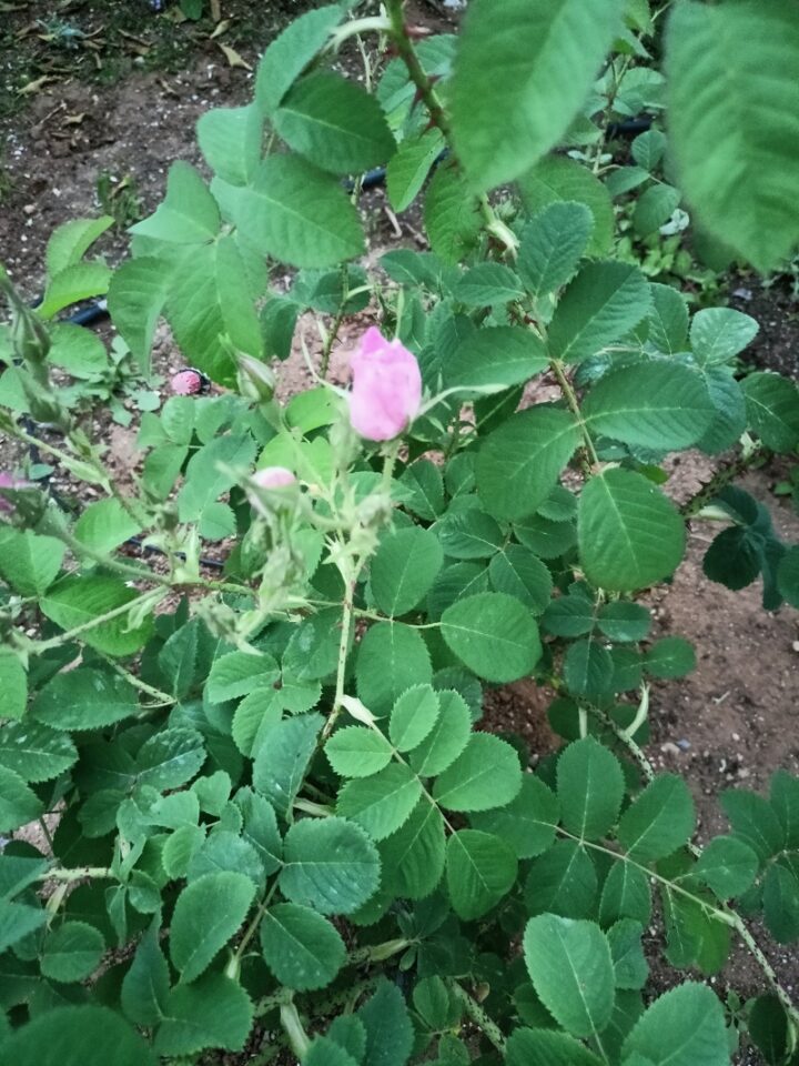 Greek Rose Petal Sweet Preserve - Kopiaste..to Greek Hospitality